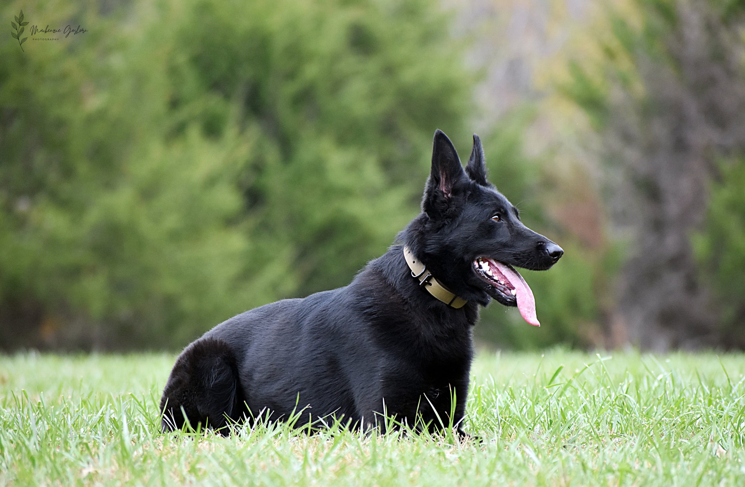 K9 Warrior Weatherproof Dog Collar 1" OD Green | K9 Access